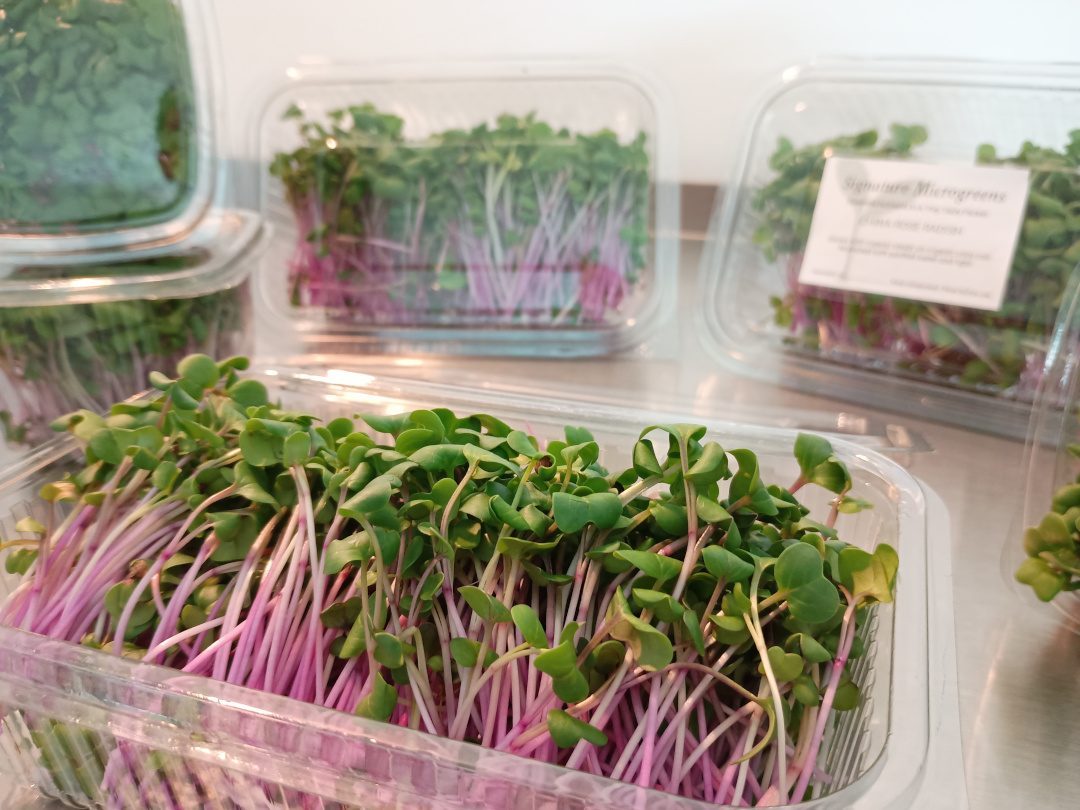 Microgreen Growing Guides - Guide to China Rose Radish Microgreens and ...