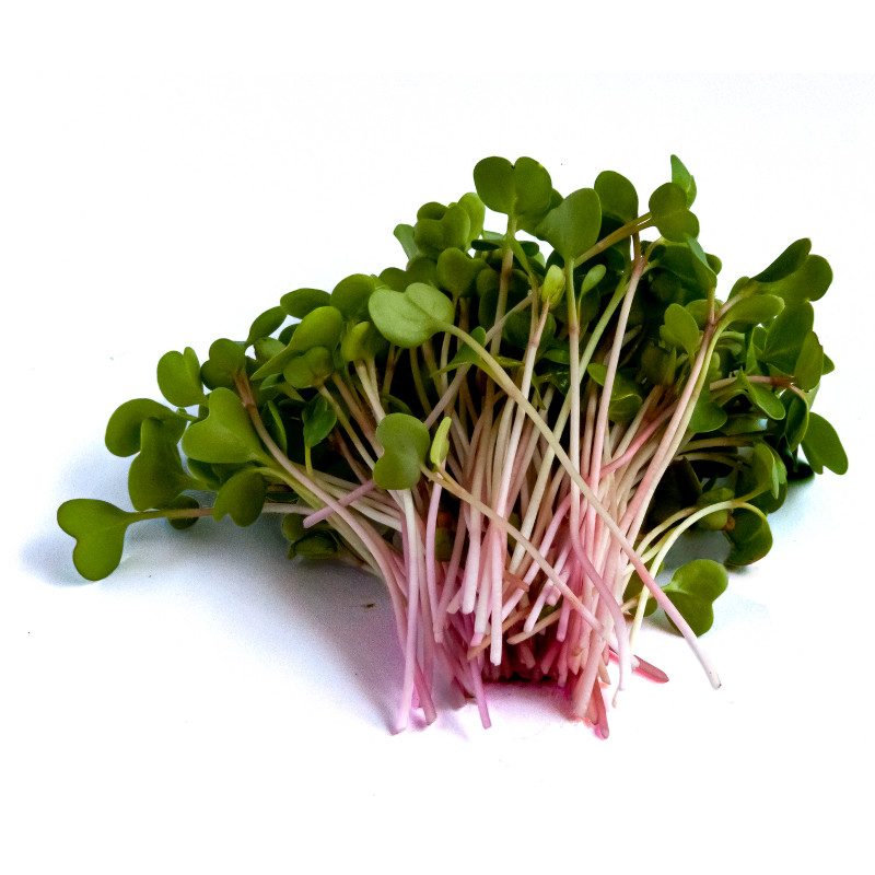 Microgreen Growing Guides - Guide to China Rose Radish Microgreens and ...